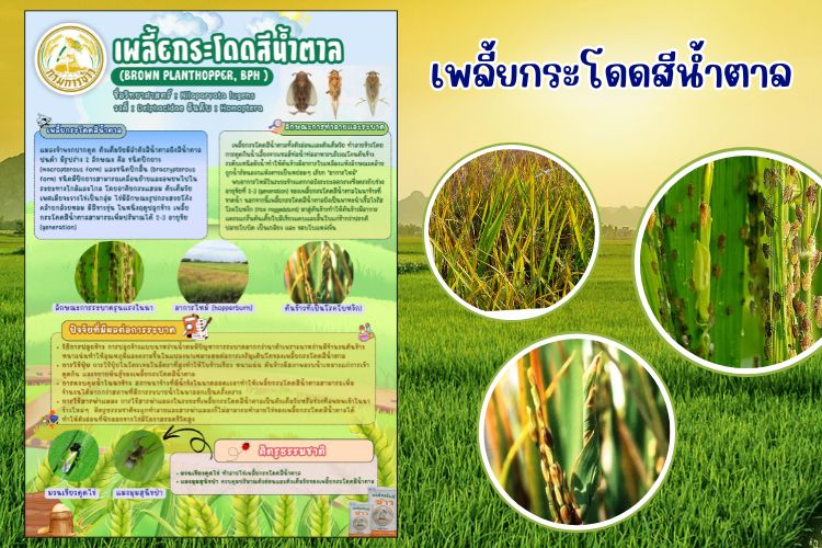 หน้าแรก / ข่าวสารเมล็ดพันธุ์