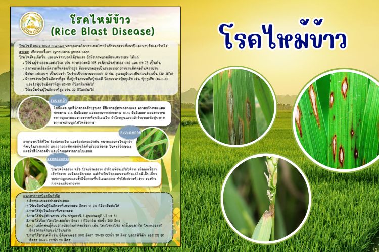 หน้าแรก / ข่าวสารเมล็ดพันธุ์